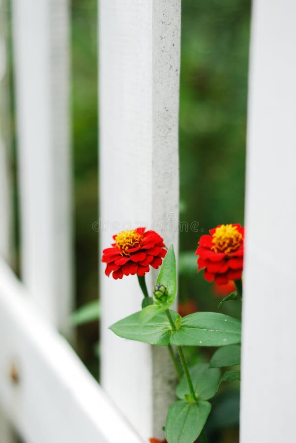 Red Flowers and White Fence Stock Photo - Image of closeup, flora: 6795862