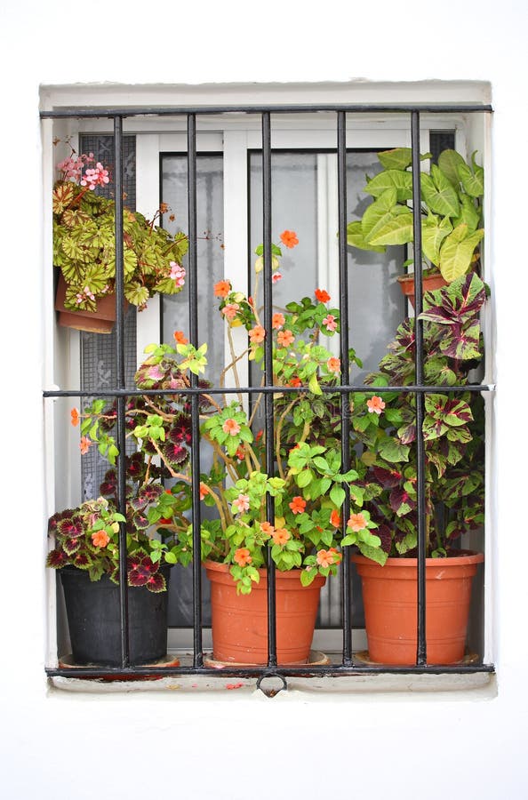 Red flowers in window stock image. Image of home, petals - 5484125