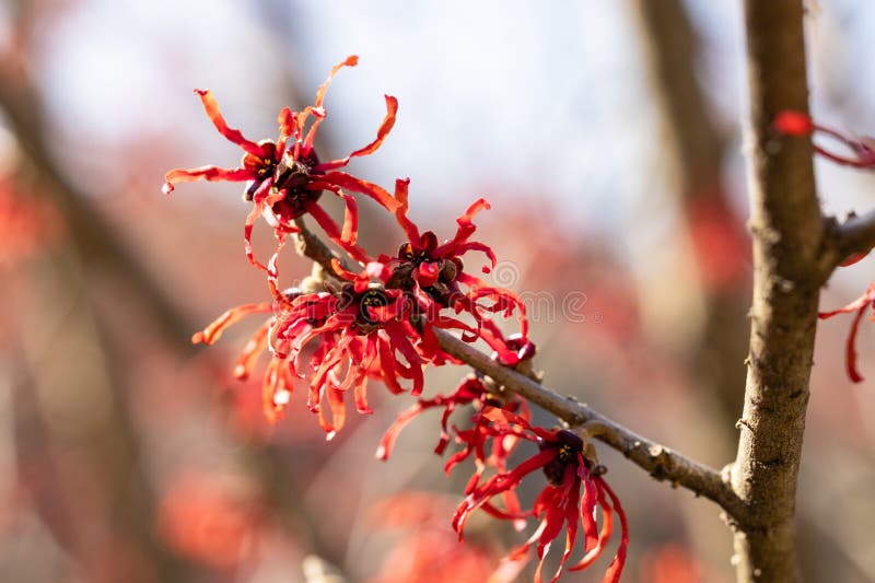 Red Flowers Witch Hazel Blossoms in Early Spring. Stock Image - Image ...