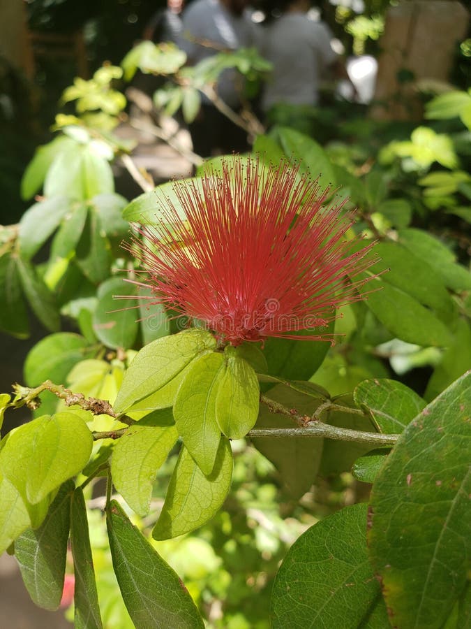 Red fluff ball flower stock image. Image of ball, fluff - 131634855