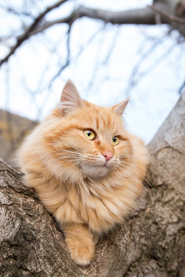 Red Fluffy Cat. Beautiful Red Cat on a Tree Stock Image - Image of ...