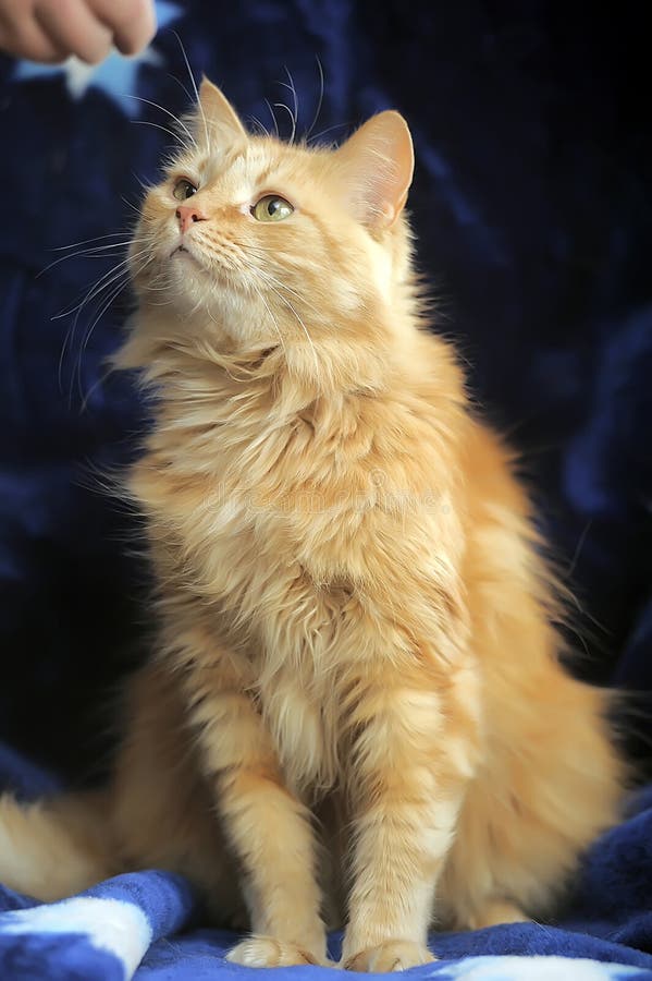 Red fluffy cat stock image. Image of funny, looking, look - 40262217