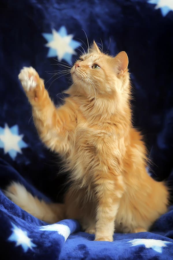 Red fluffy cat stock photo. Image of abstract, domestic - 40262312