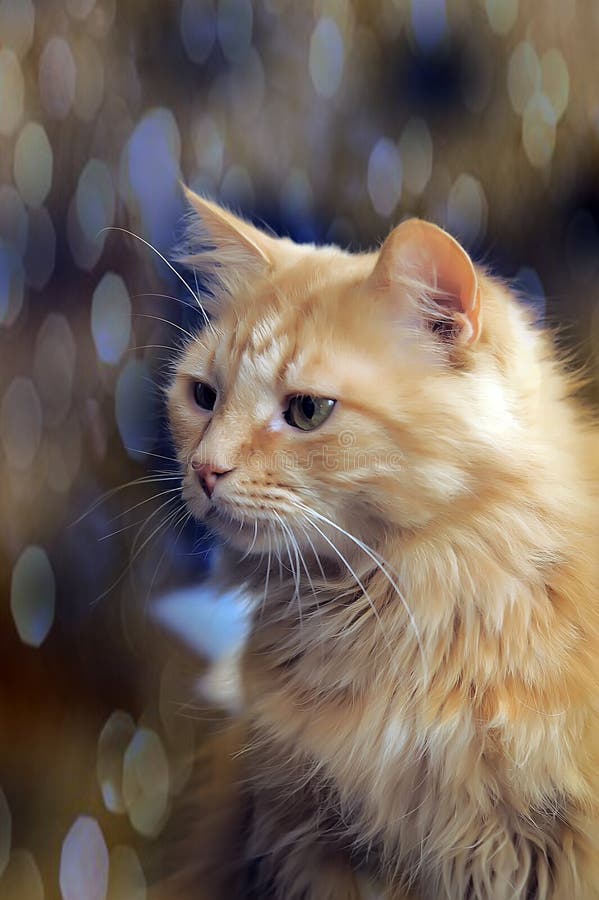 Red fluffy cat stock photo. Image of curious, background - 40263474