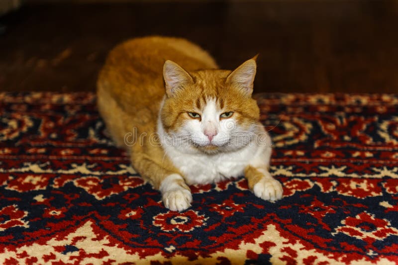 Cat is on carpet stock image. Image of orange, looking - 130789607