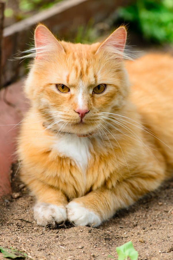 Red fluffy cat closeup stock photo. Image of orange - 121266336