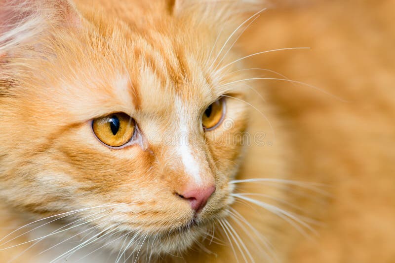 Red fluffy cat closeup stock image. Image of resting - 121266337