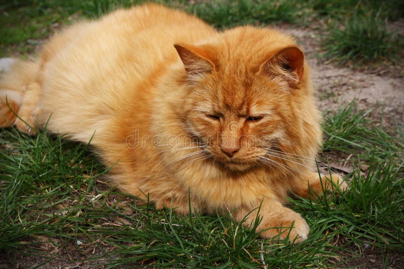 Red Fluffy Cat Lying on Green Grass on Sunny Day Stock Image - Image of ...