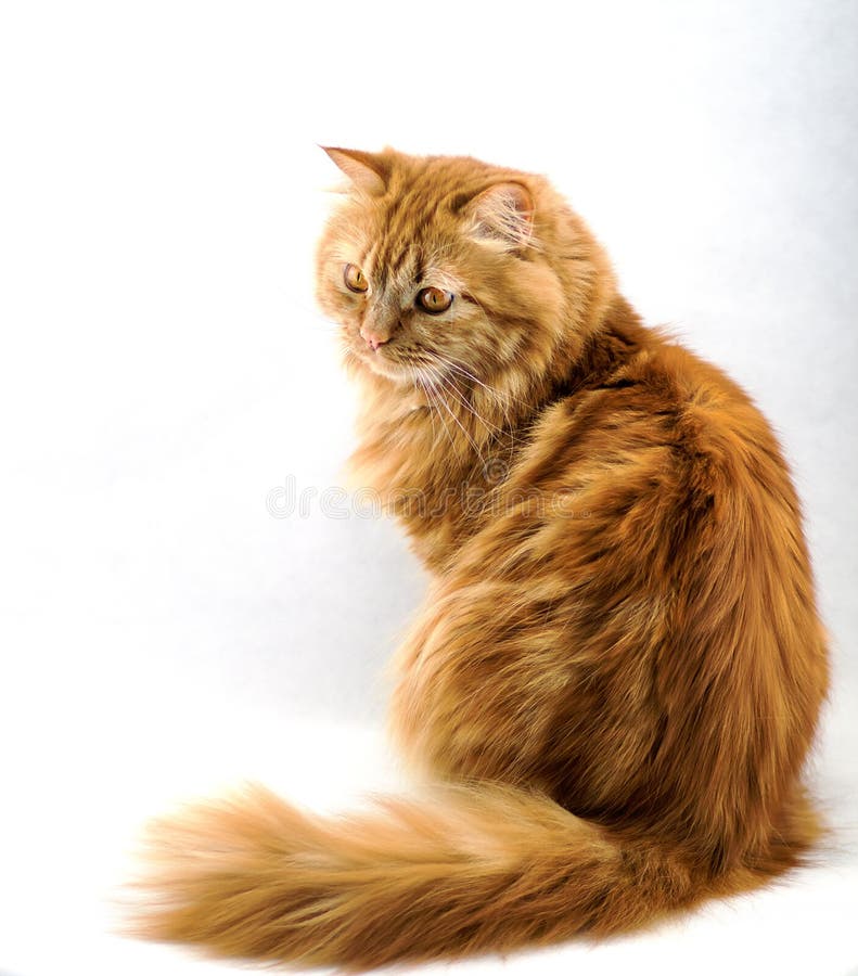 Red Fluffy Cat with Orange Eyes Stock Image - Image of purebred, orange ...