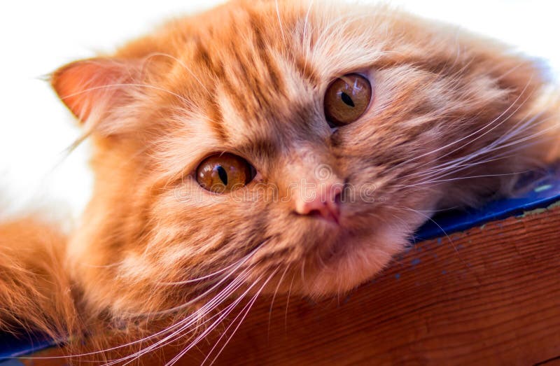 Red Fluffy Cat with Orange Eyes Stock Image - Image of nose, purebred ...