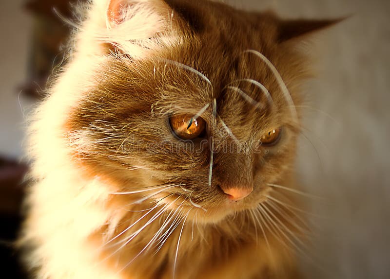 Red Fluffy Cat with Orange Eyes Stock Image - Image of purebred, orange ...