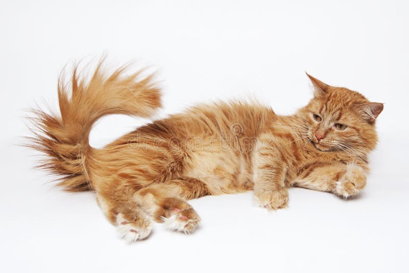 The Red Fluffy Cat Plays with the Tail Stock Photo - Image of playing ...