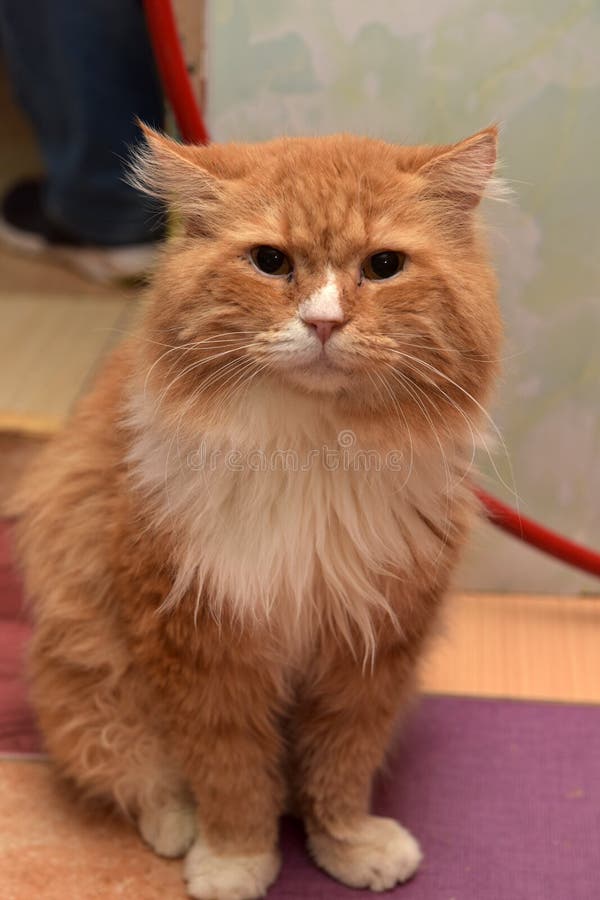 Red fluffy cat portrait stock image. Image of whisker - 64940005