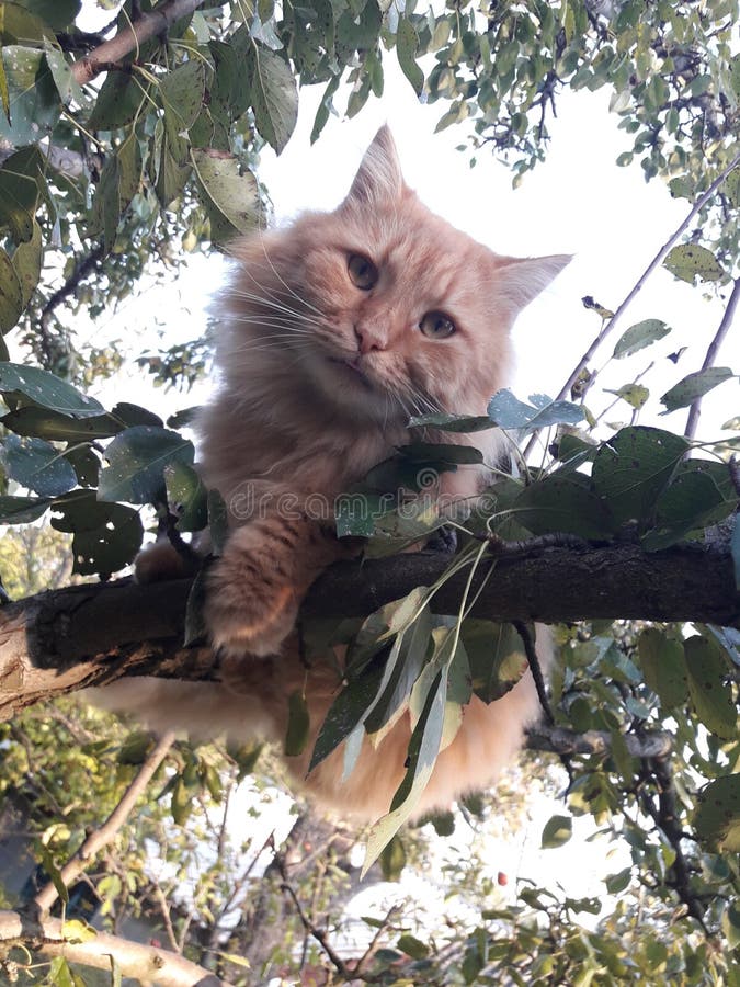 Red Fluffy Cat Relaxing on the Tree on Sunshine Stock Image - Image of ...