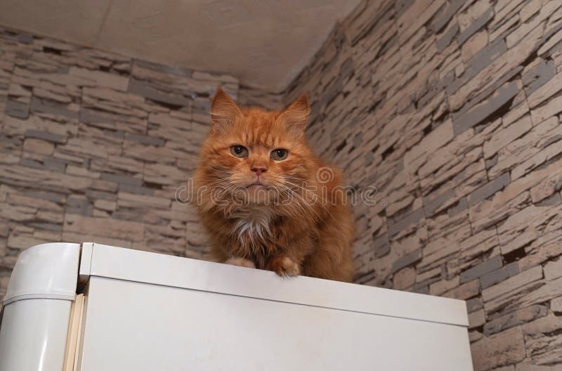 Red Fluffy Cat Sits on Refrigerator Stock Image - Image of pets, fluffy ...