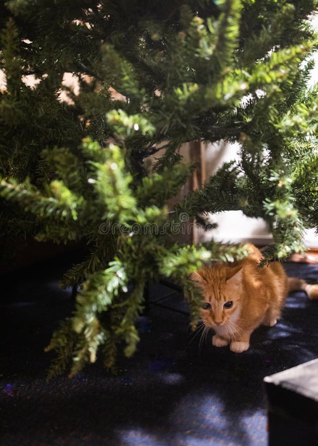 Red Fluffy Cat Sits Under a Christmas Tree. Stock Image - Image of ...