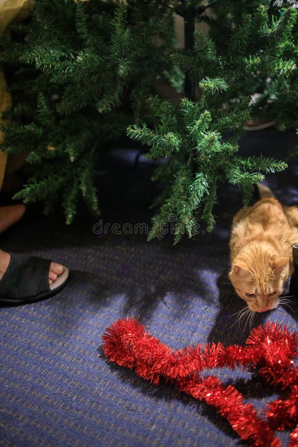 Red Fluffy Cat Sits Under a Christmas Tree. Stock Photo - Image of ...