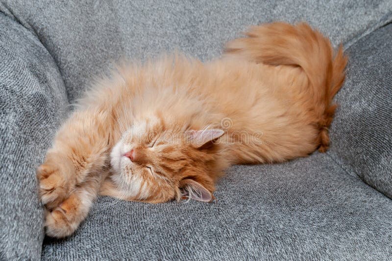 Red Fluffy Cat Sleep on Sofa. Stock Photo - Image of adult, ginger ...