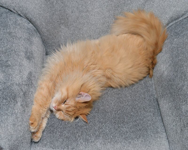 Red Fluffy Cat Sleep on Sofa. Stock Image - Image of relax, folded ...