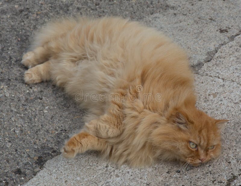 Red fluffy cat stock image. Image of nature, season, october - 47337399