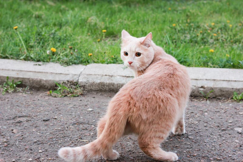 Red Fluffy Cat Walks in Nature in Green Grass Turned Back Stock Photo ...