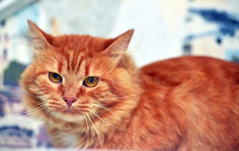 Red Fluffy Disgruntled Domestic Cat Stock Photo - Image of attentive ...