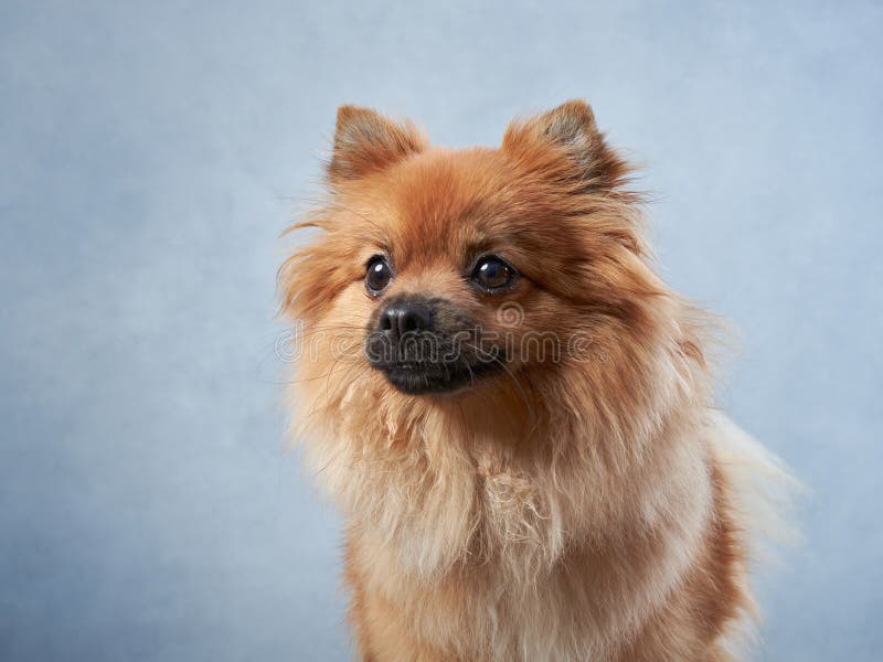 Red Fluffy Dog on a Blue Background. Pomeranian Portrait Stock Image ...