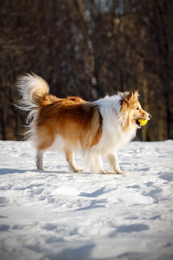 Red Fluffy Dog in the Winter Park Stock Photo - Image of fluffy ...