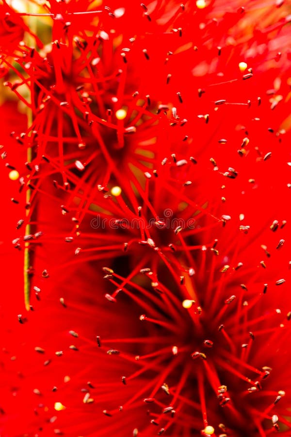 Red Fluffy Flower As Background Stock Photo - Image of yellow, plant ...