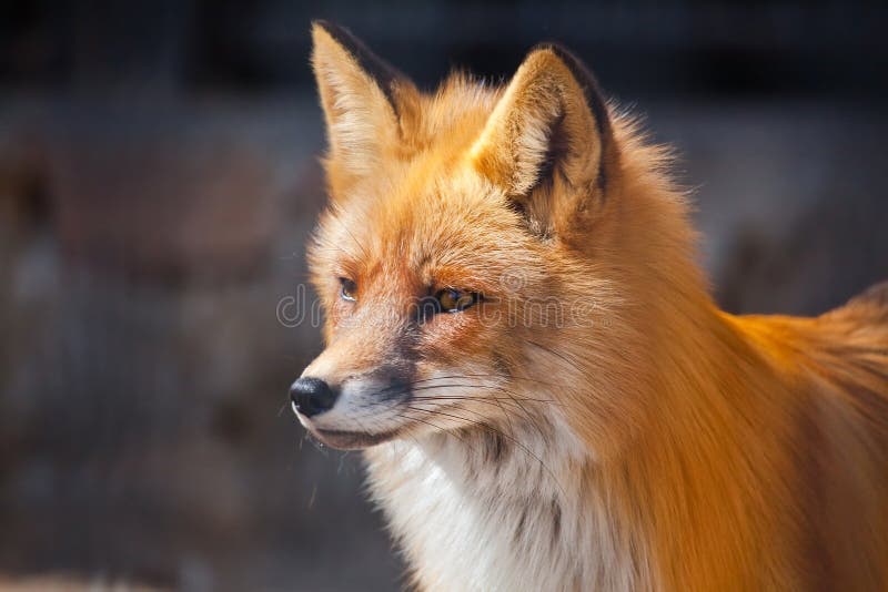 Red fluffy fox face stock photo. Image of vulpes, portrait - 180671538