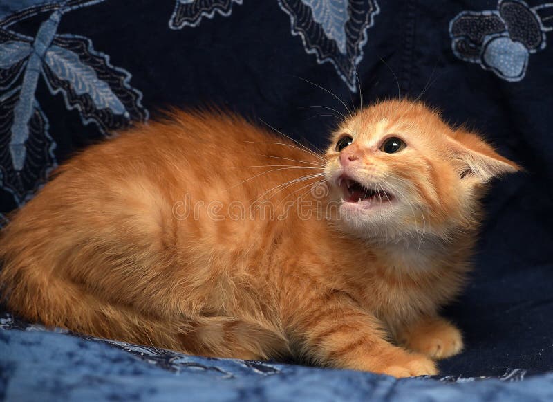 Red Fluffy Kitten Angry and Hissing Stock Photo - Image of amazing ...