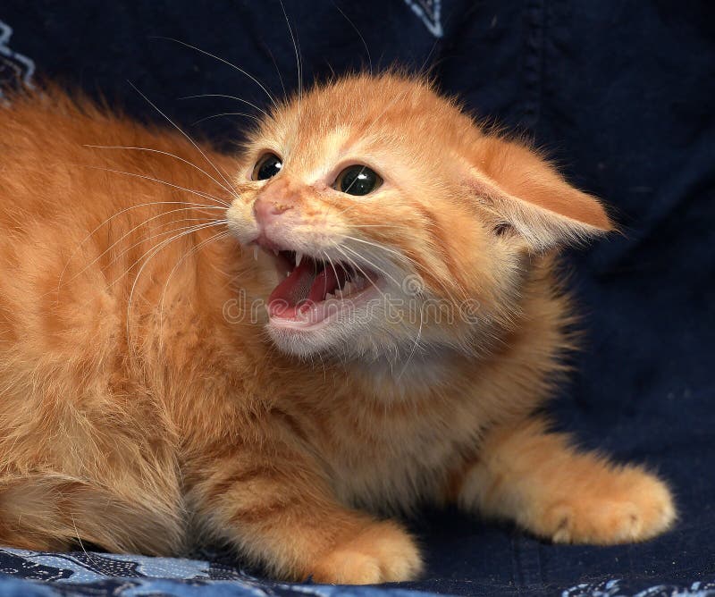 Angry Fluffy Kitten