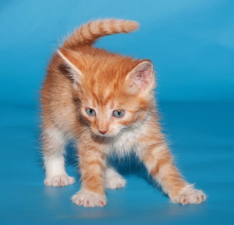 Scared Fluffy Ginger Kitten on Blue Stock Photo - Image of cats ...