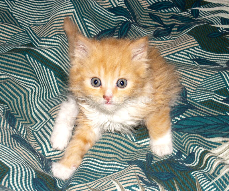 A Red Fluffy Kitten.the Kitten is Red with a White Breast Stock Photo ...