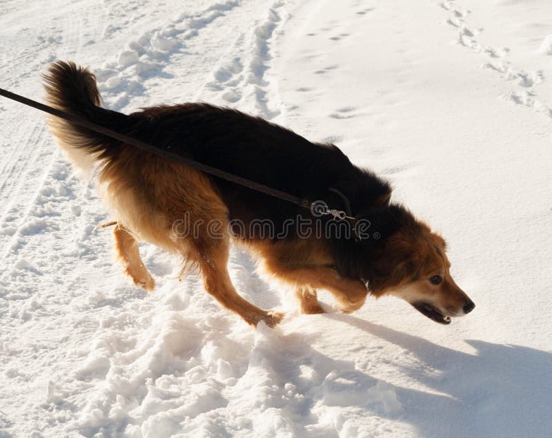 Red Fluffy Mongrel Dog Running on Snow Stock Image - Image of soft ...