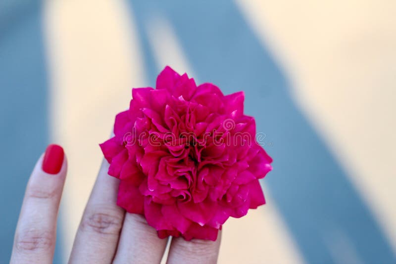 Red Fluffy Rose on the Hand on the Background of Asphalt Stock Photo ...