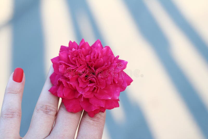 Red Fluffy Rose on the Hand on the Background of Asphalt Stock Photo ...