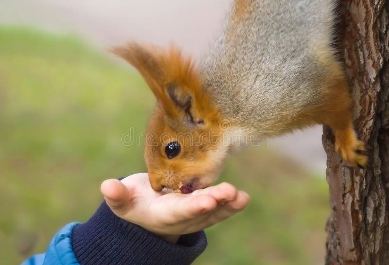 A Red Fluffy Squirrel Eats Nuts, Which the Boy Hands To Her. Care ...