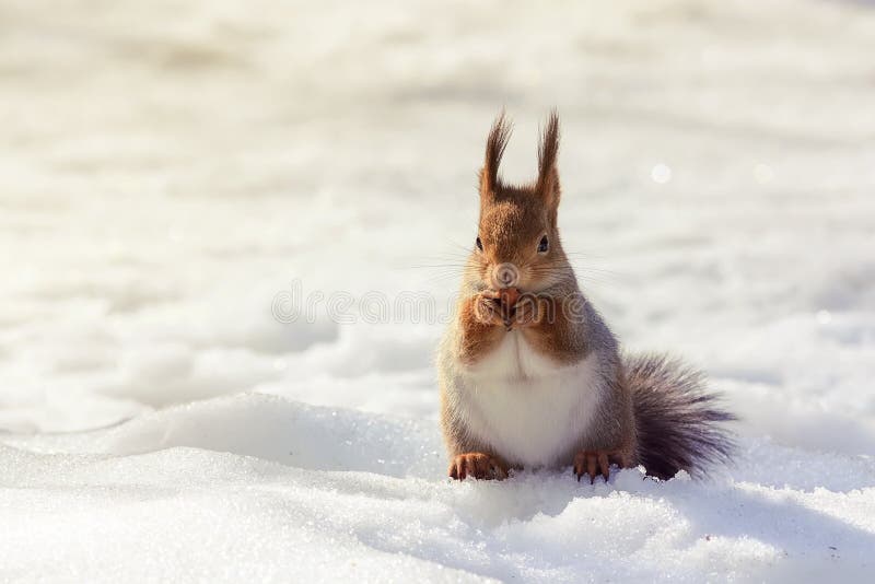Fluffy Red Squirrel Seeking Seeds on the White Snow in Winter Park ...
