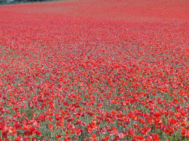 Red Flush stock photo. Image of freedom, meadow, summer - 20060456