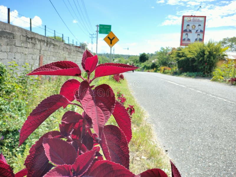 The Red Flushed Flower that Grew on the Roadside Benermeriah Stock ...