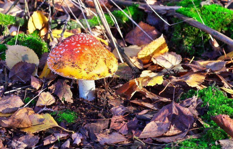 Red fly-agaric stock image. Image of braanch, ground - 27551891