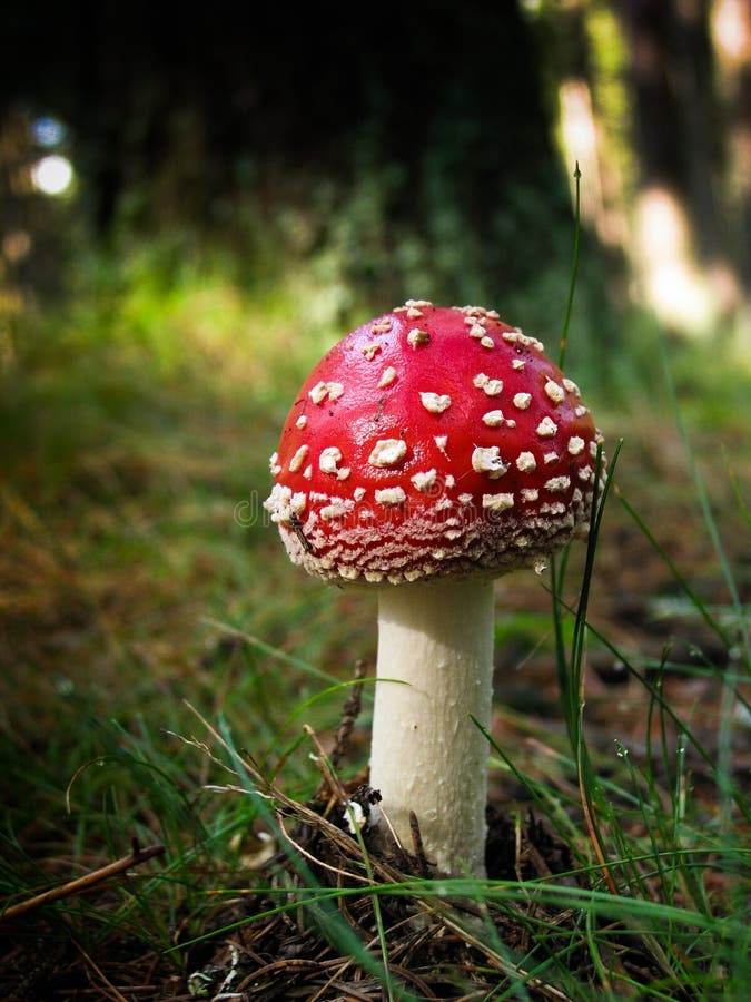 Fly-agaric stock photo. Image of agaric, young, stool - 1198664