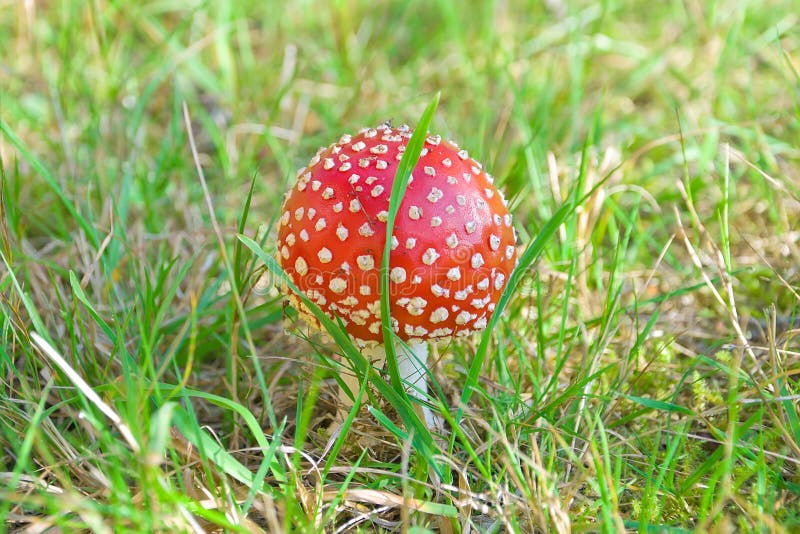 Red Fly Agaric Close-up. Horizontal Photo Stock Photo - Image of bright ...