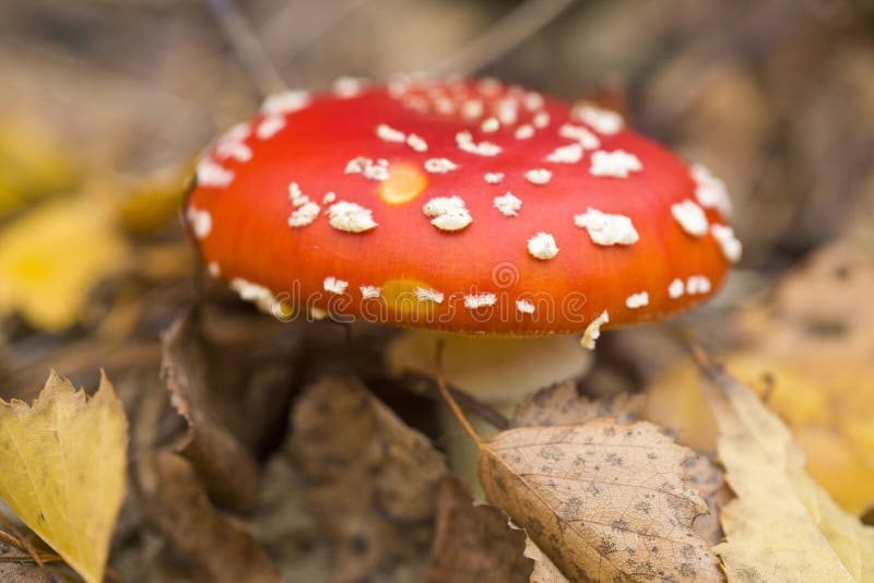 Red Fly Agaric in the Forest. Texture for the Background Stock Photo ...