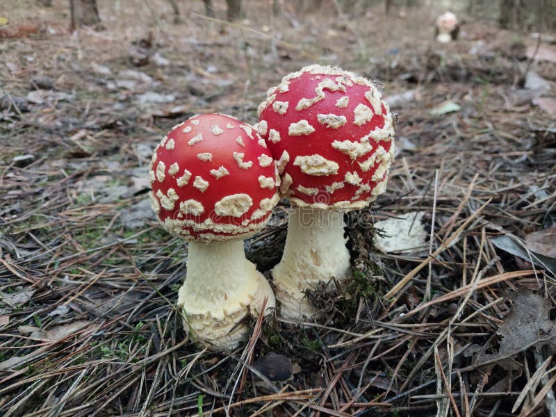 Red Fly Agaric Grew in the Forest Stock Image - Image of muscaria ...