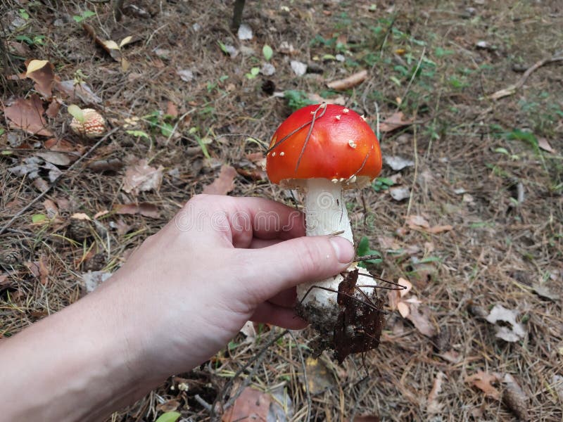 Red Fly Agaric Grew in the Forest Stock Photo - Image of white, wild ...