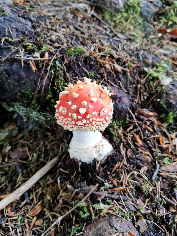 Red Fly Agaric on the Ground, Berchtesgaden, Germany Stock Image ...