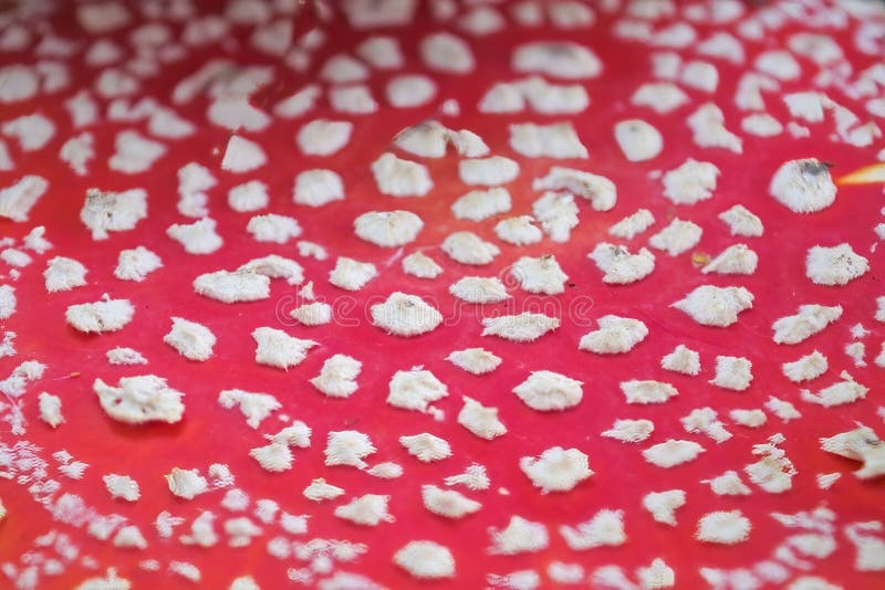 Red Fly Agaric Mushroom Cap with White Dots, Top View, Close-up. Stock ...
