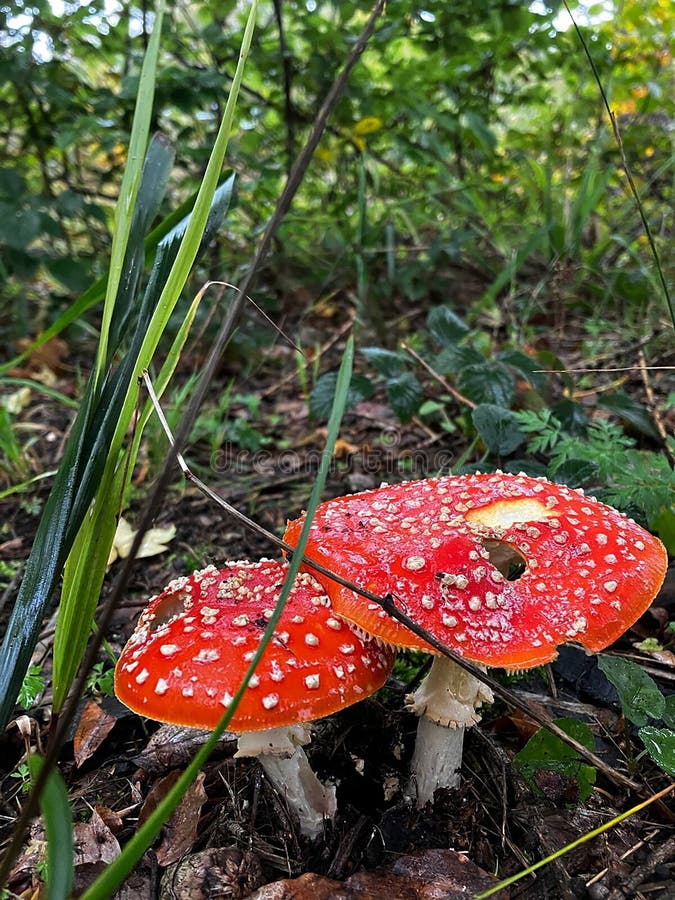 Red Fly Agaric Mushroom on a Forest Meadow. Poisonous Mushrooms Stock ...